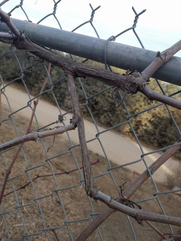 Growing grapes on a chain link fence - Greg Alder's Yard Posts ...
