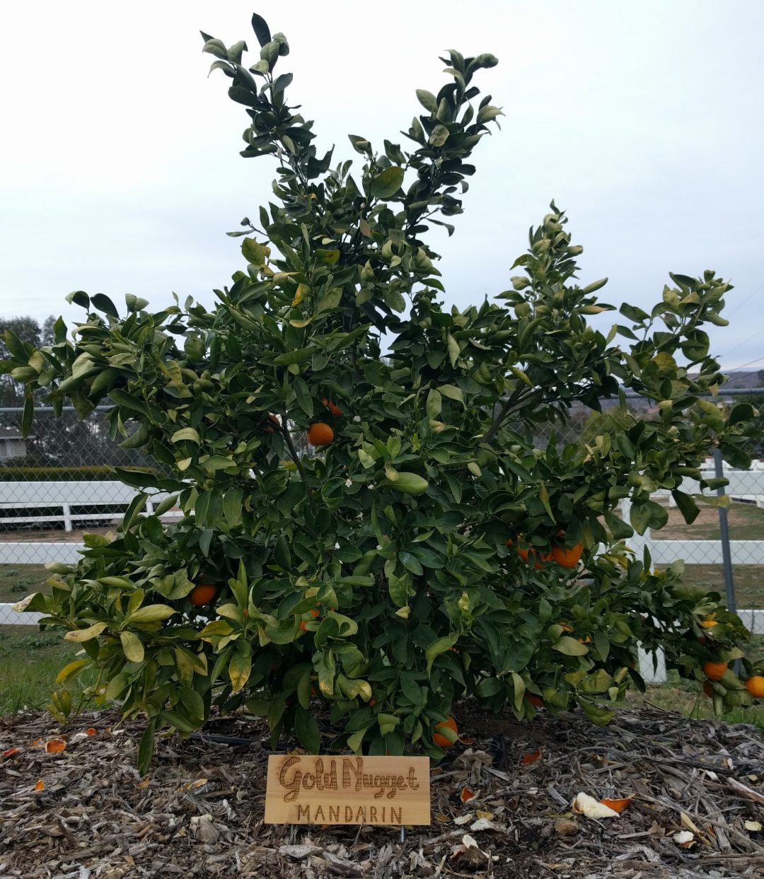 Custom signs for fruit trees - Greg Alder's Yard Posts: Southern ...