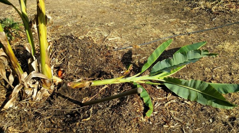 Growing bananas in Southern California - Greg Alder's Yard Posts ...