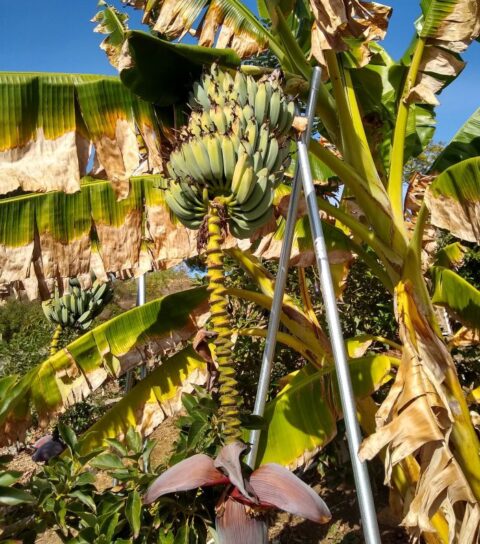 Growing bananas in Southern California - Greg Alder's Yard Posts ...