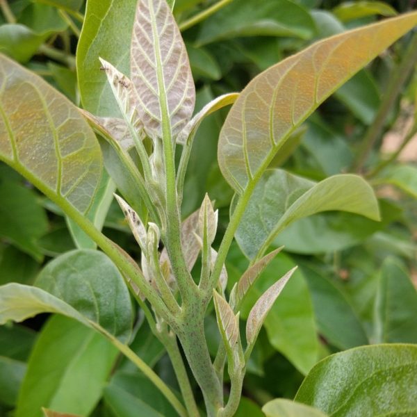 The Fuerte avocado tree: a profile - Greg Alder's Yard Posts: Southern ...