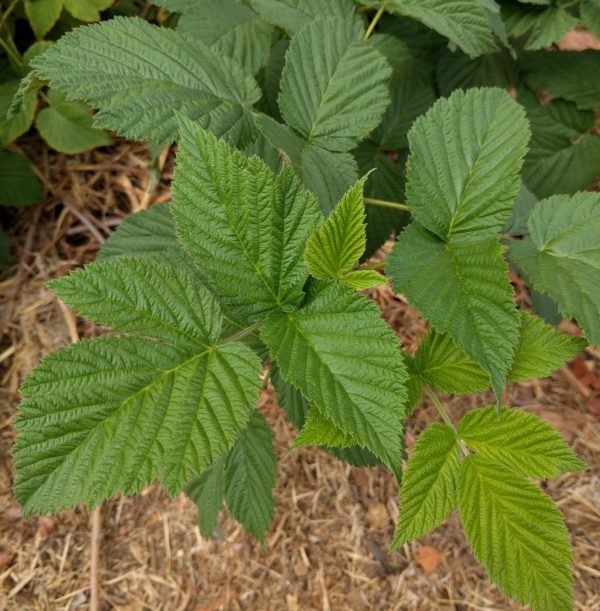 Do you know the leaves in your garden? - Greg Alder's Yard Posts ...