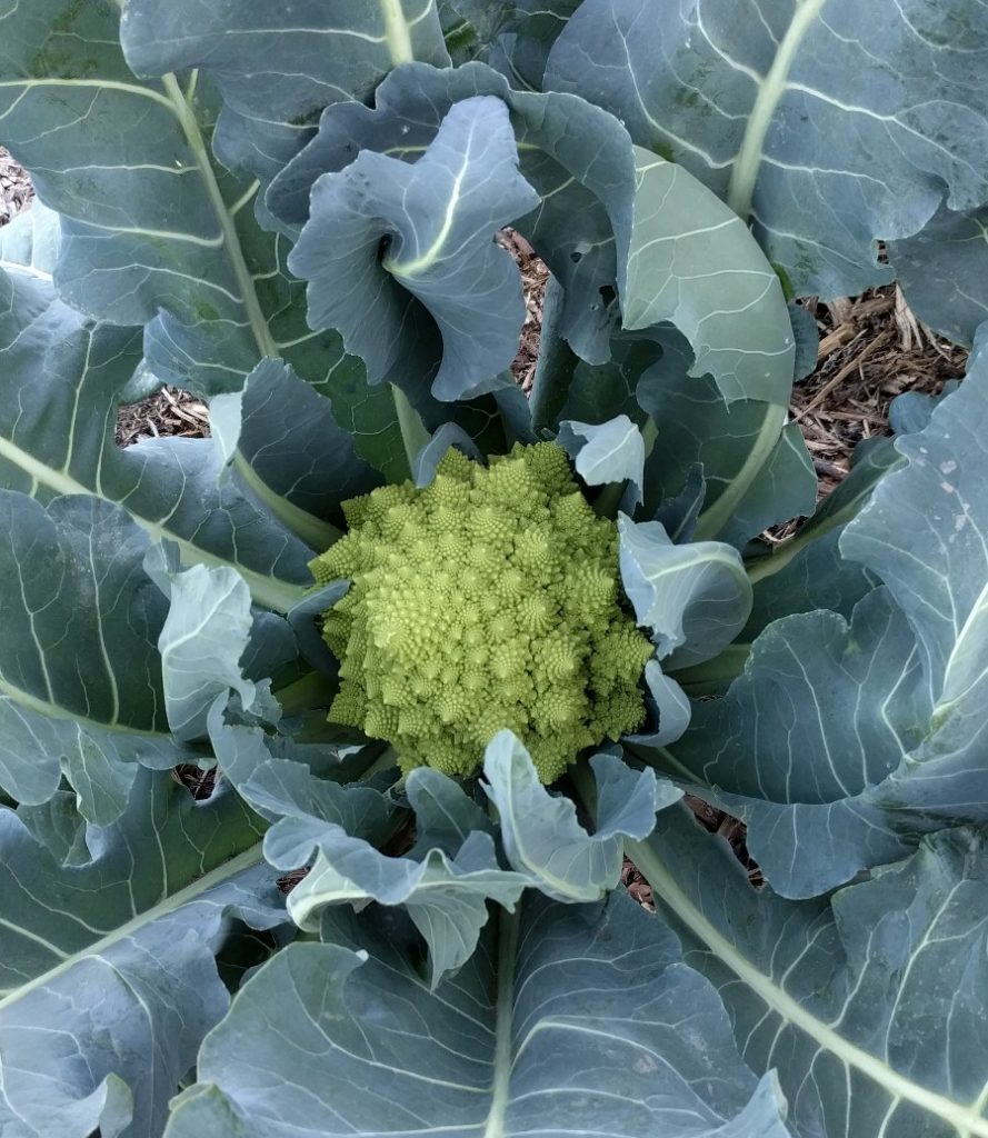 Growing broccoli and cauliflower in Southern California - Greg Alder's ...