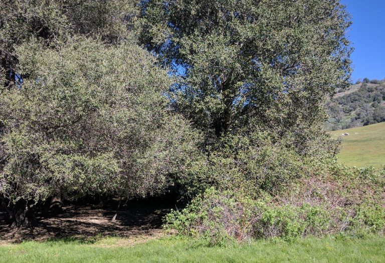 Growing vegetables under fruit trees - Greg Alder's Yard Posts ...