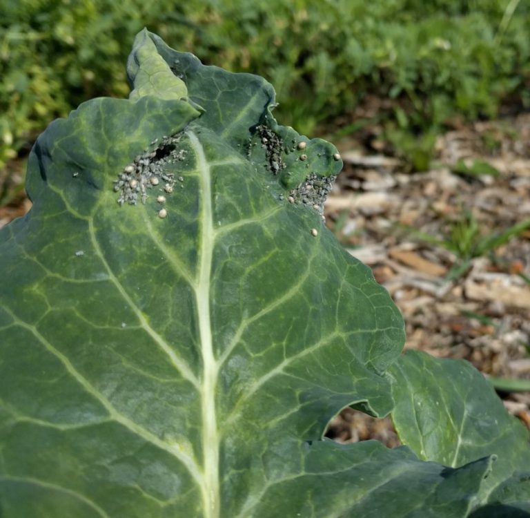 Growing broccoli and cauliflower in Southern California - Greg Alder's ...