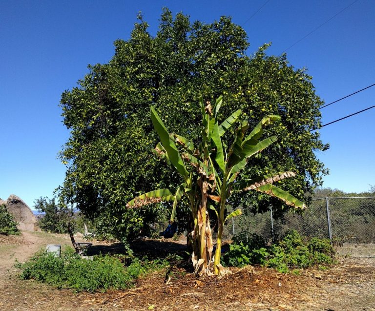 Growing vegetables under fruit trees - Greg Alder's Yard Posts ...