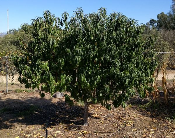 Fall/Autumn watering of fruit trees and vegetables - Greg Alder's Yard ...