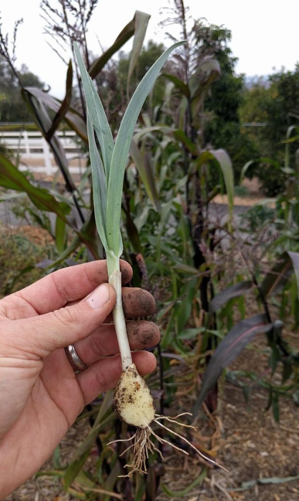 Growing garlic in Southern California - Greg Alder's Yard Posts ...