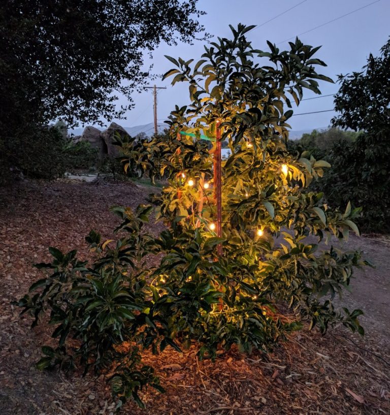 Protecting avocado trees from cold - Greg Alder's Yard Posts: Southern ...