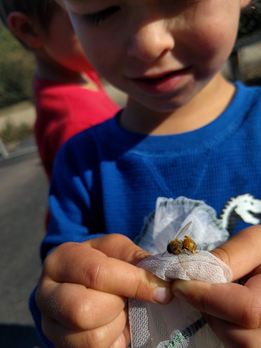 California Bees and Blooms: a book review - Greg Alder's Yard Posts ...