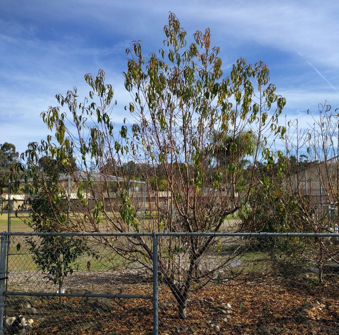 Think about sunshine when pruning deciduous fruit trees - Greg Alder's ...