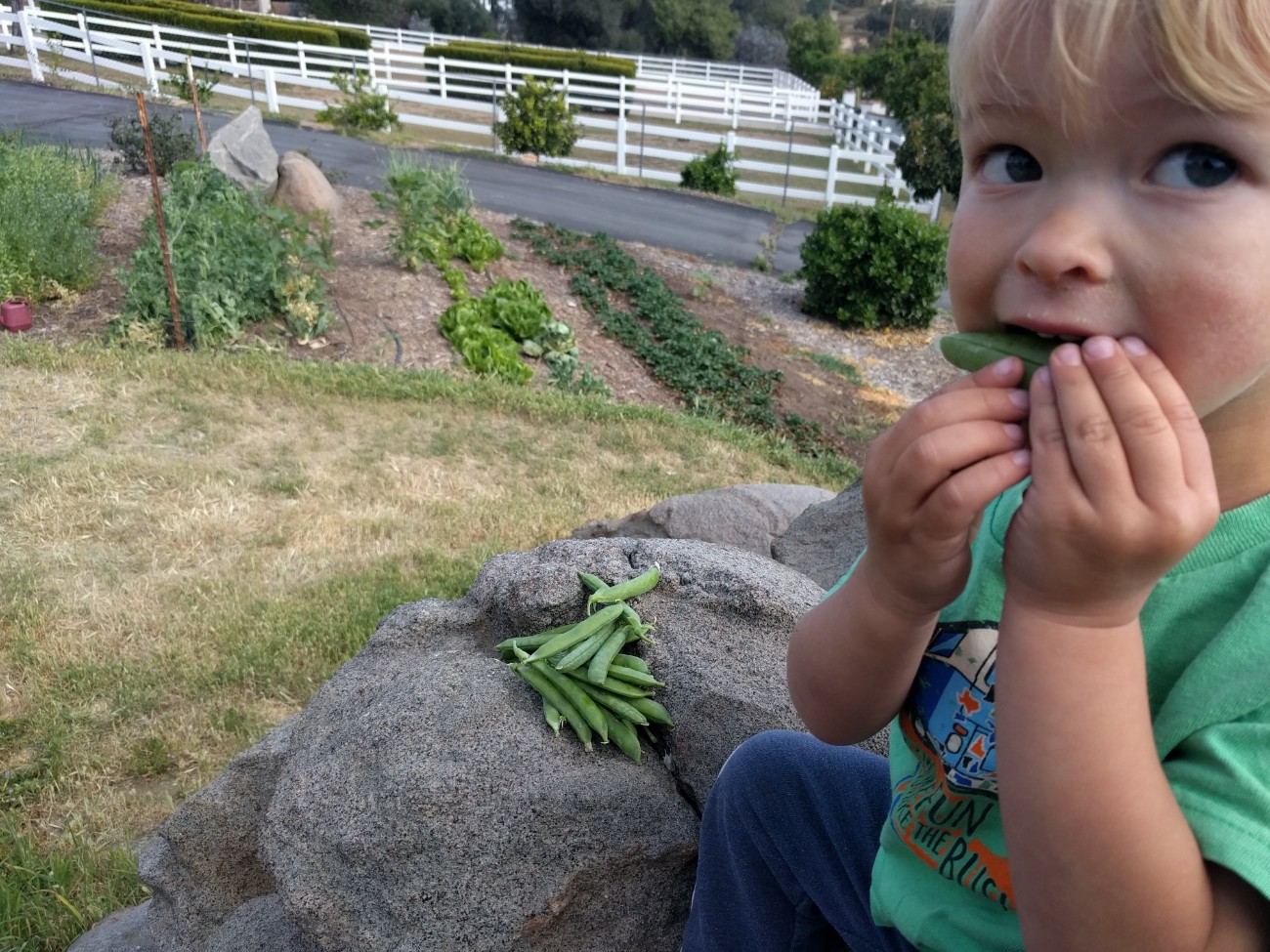 Growing peas in Southern California - Greg Alder's Yard Posts: Southern ...
