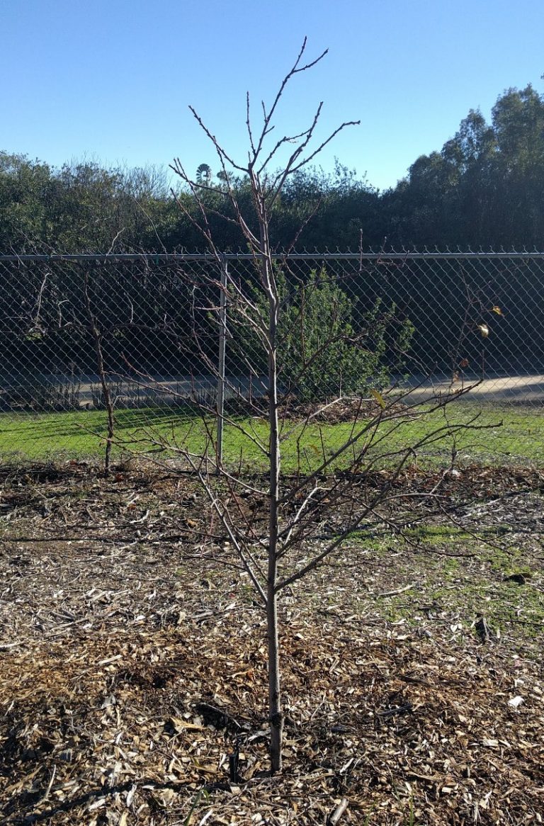 Think about sunshine when pruning deciduous fruit trees - Greg Alder's ...
