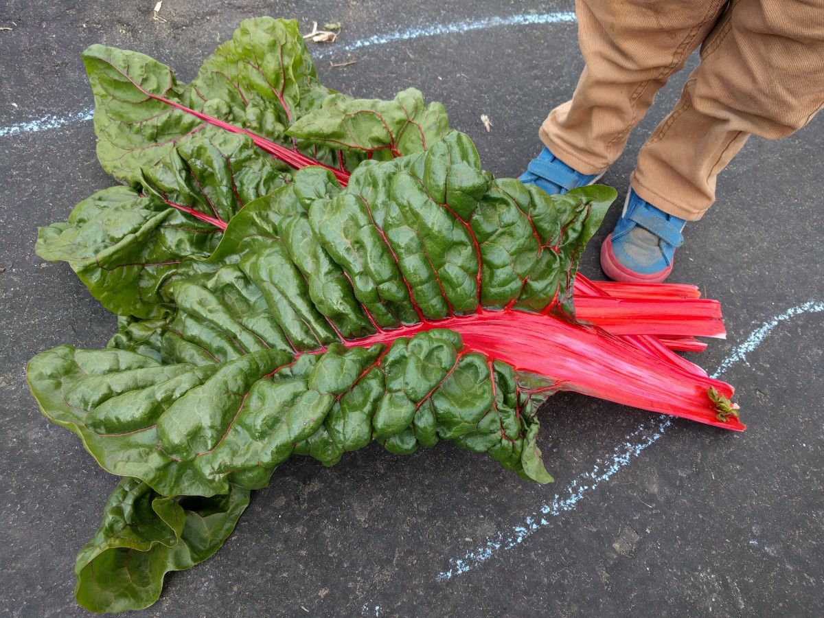 Growing greens in Southern California - Greg Alder's Yard Posts ...