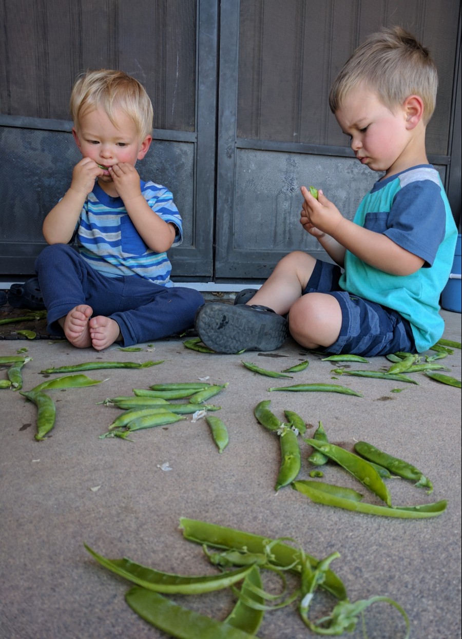 Growing peas in Southern California - Greg Alder's Yard Posts: Southern ...