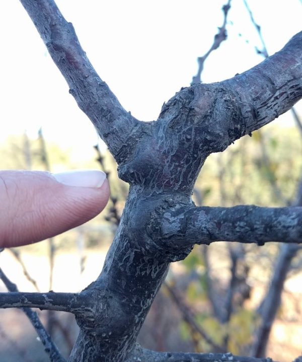 Where to cut a branch on a deciduous fruit tree - Greg Alder's Yard ...