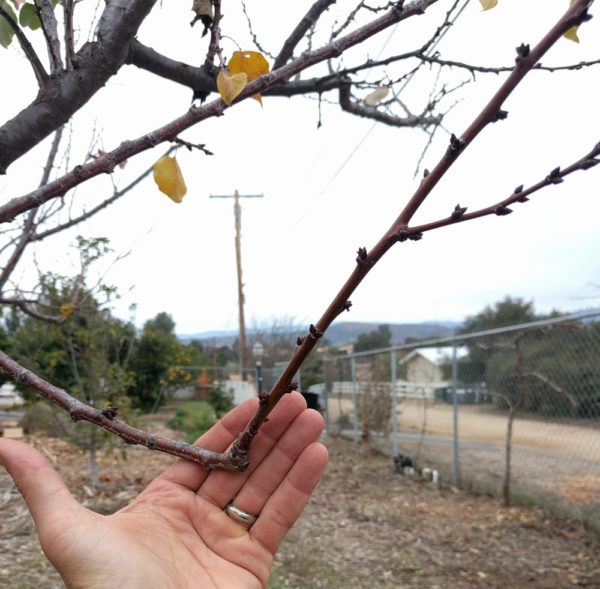 Where to cut a branch on a deciduous fruit tree - Greg Alder's Yard ...