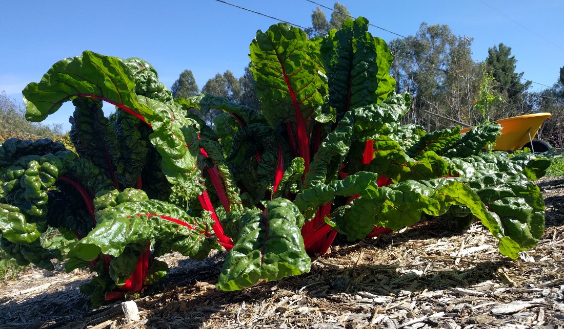 Growing greens in Southern California - Greg Alder's Yard Posts ...