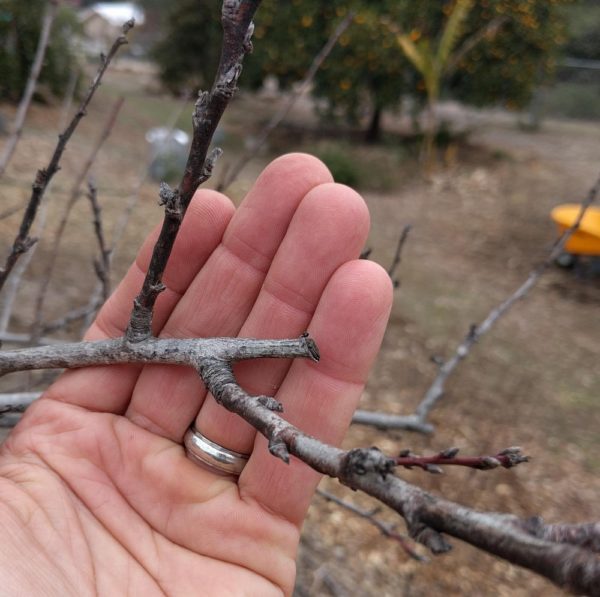 Where to cut a branch on a deciduous fruit tree - Greg Alder's Yard ...