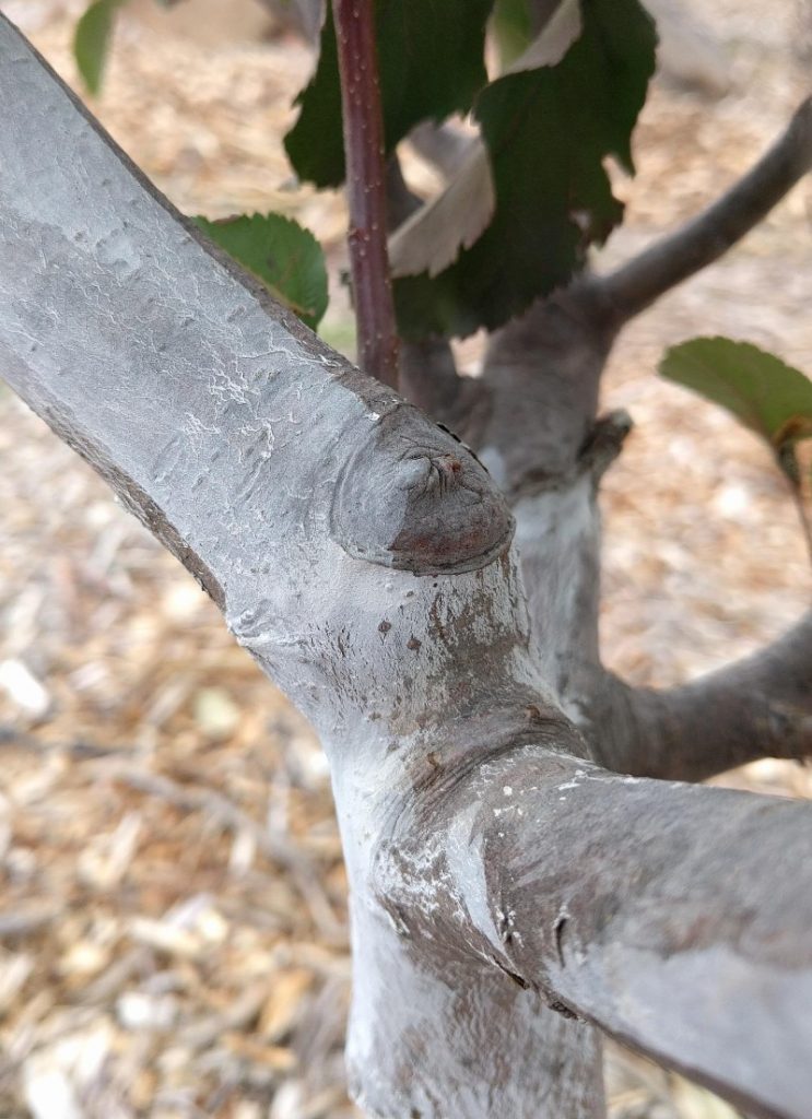 Where to cut a branch on a deciduous fruit tree - Greg Alder's Yard ...