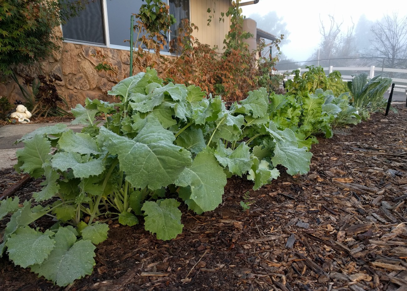 Growing greens in Southern California - Greg Alder's Yard Posts ...