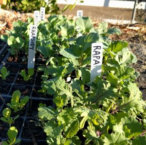 Growing greens in Southern California - Greg Alder's Yard Posts ...