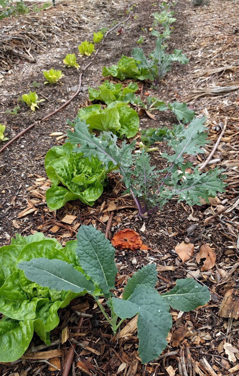 Growing greens in Southern California - Greg Alder's Yard Posts ...