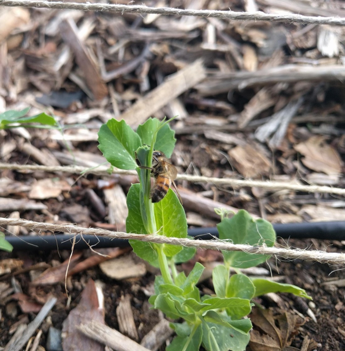 Growing peas in Southern California - Greg Alder's Yard Posts: Southern ...