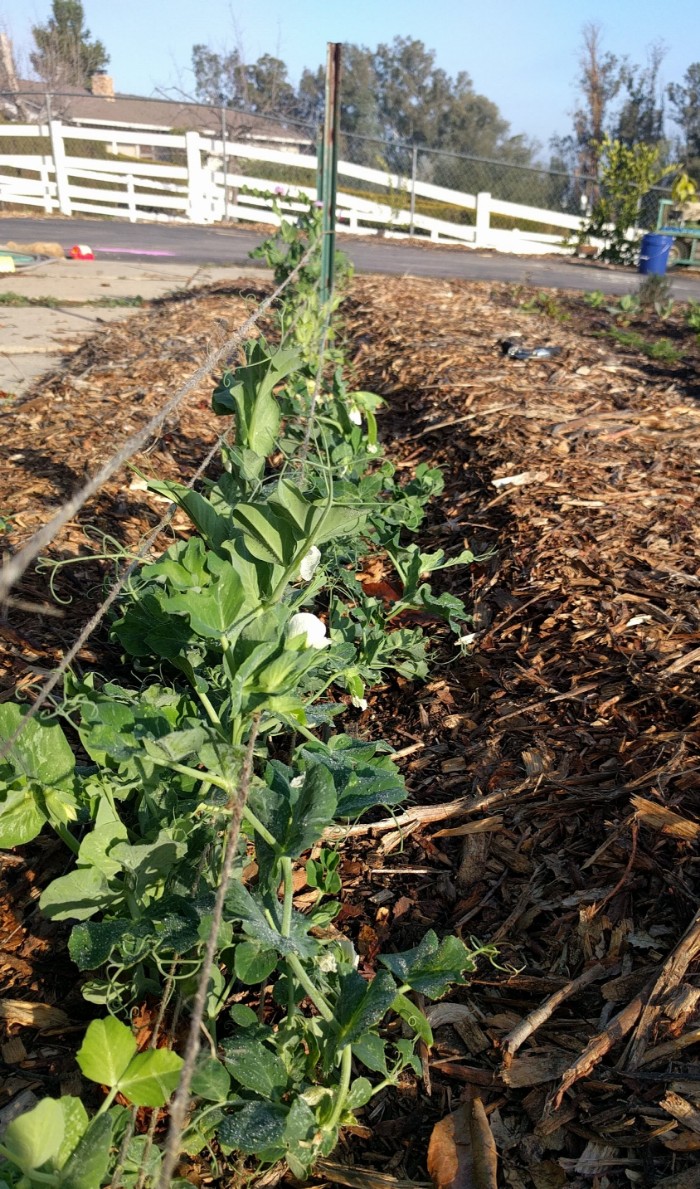 Growing peas in Southern California - Greg Alder's Yard Posts: Southern ...