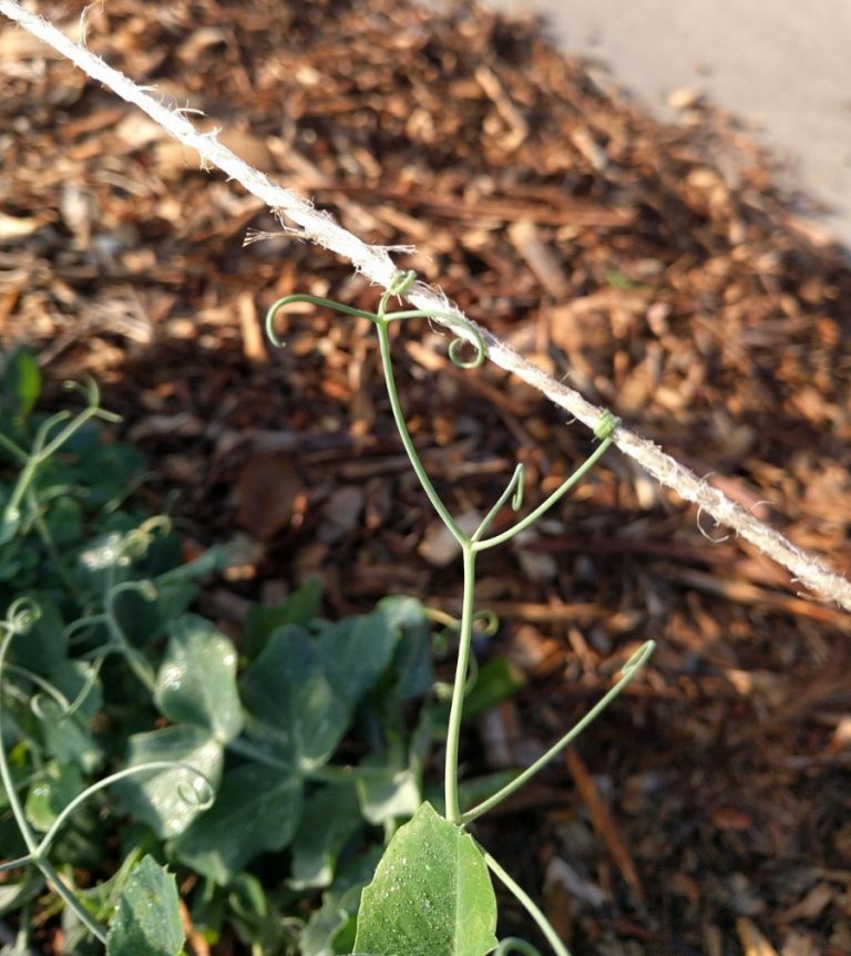 Growing peas in Southern California - Greg Alder's Yard Posts: Southern ...