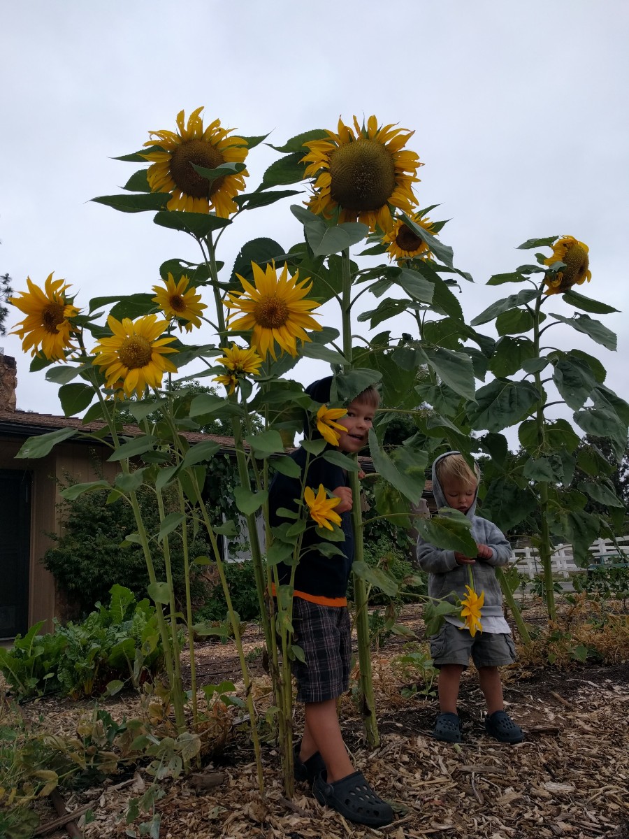 Growing peas in Southern California - Greg Alder's Yard Posts: Southern ...