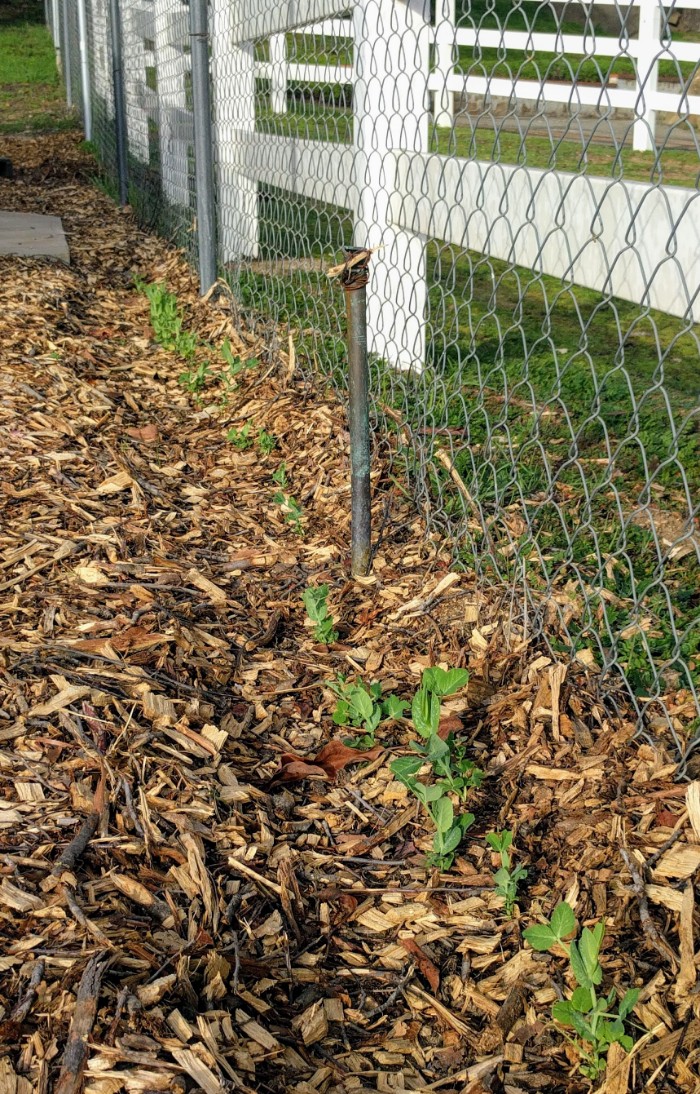 Growing peas in Southern California - Greg Alder's Yard Posts: Southern ...