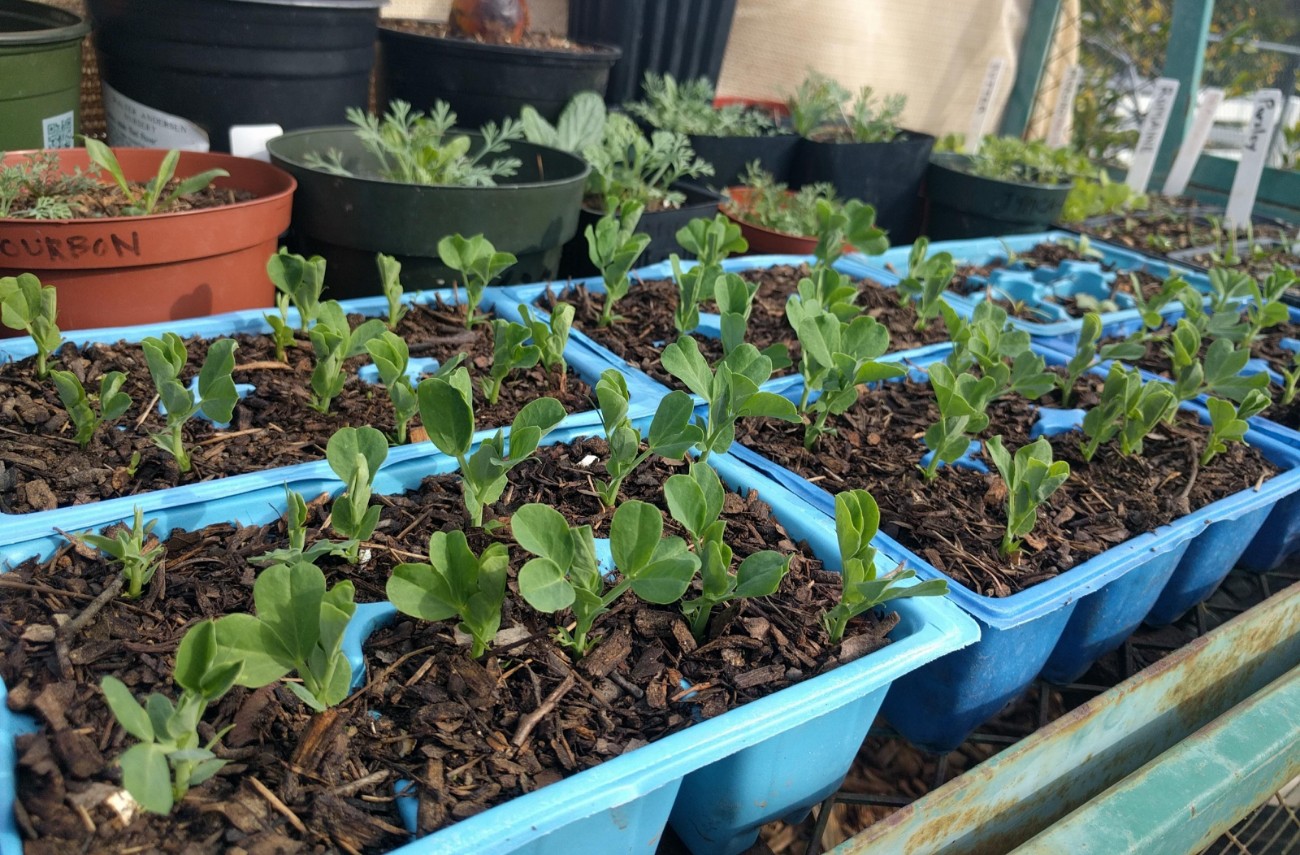 Growing peas in Southern California - Greg Alder's Yard Posts: Southern ...