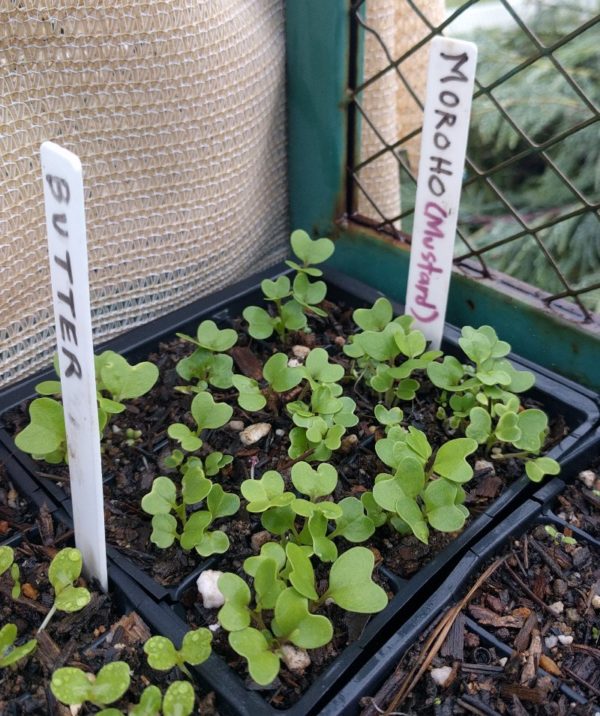 Growing greens in Southern California - Greg Alder's Yard Posts ...