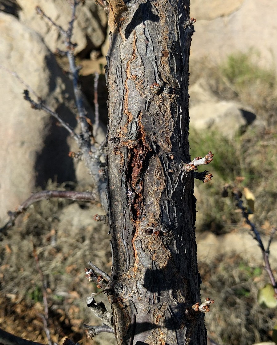 Think about sunshine when pruning deciduous fruit trees - Greg Alder's ...