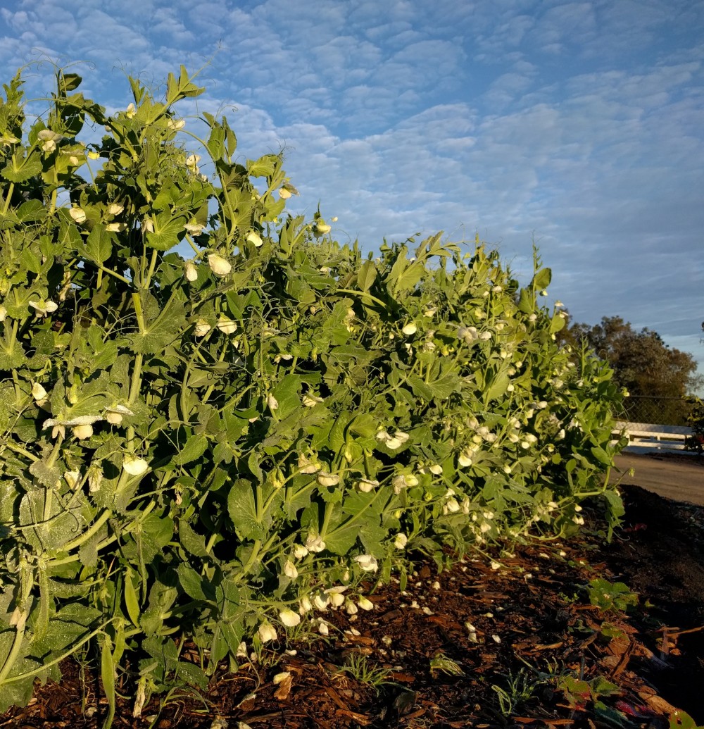 Growing peas in Southern California - Greg Alder's Yard Posts: Southern ...