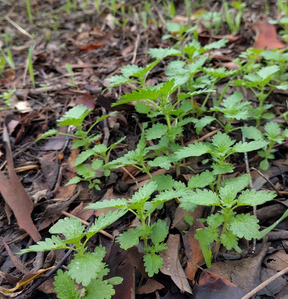 young stinging nettle to eat - Greg Alder's Yard Posts: Food Gardening ...