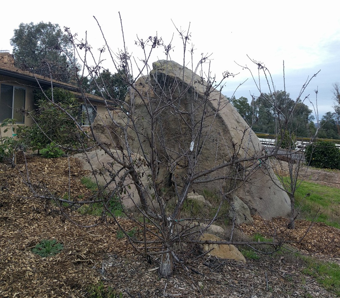 Grafting a pollenizer branch into your fruit tree - Greg Alder's Yard ...