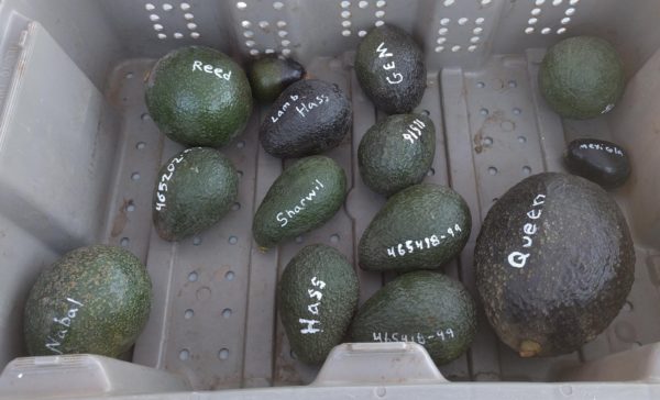 The Lamb/Hass avocado tree: a profile - Greg Alder's Yard Posts ...