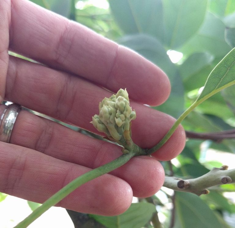 Grafting a pollenizer branch into your fruit tree - Greg Alder's Yard ...