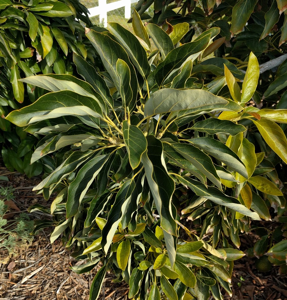 The Lamb/Hass avocado tree: a profile - Greg Alder's Yard Posts ...