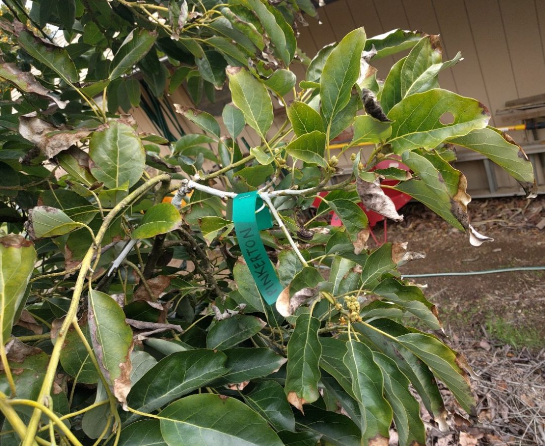 Grafting a pollenizer branch into your fruit tree - Greg Alder's Yard ...