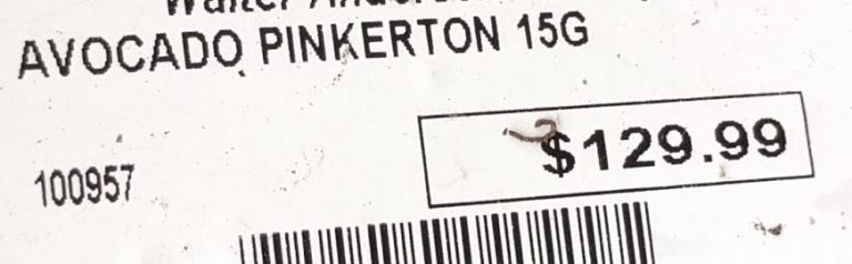 Should you buy a big or small avocado tree? - Greg Alder's Yard Posts ...