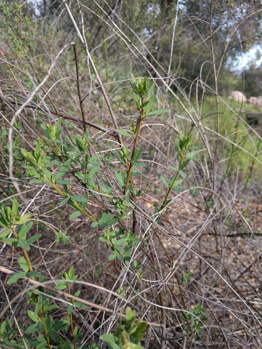 Before killing it, name that weed - Greg Alder's Yard Posts: Southern ...