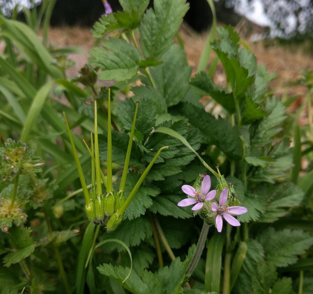 Before killing it, name that weed - Greg Alder's Yard Posts: Southern ...