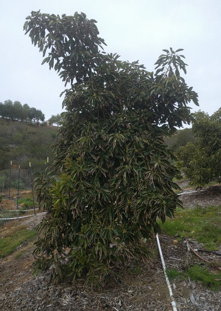The Lamb/Hass avocado tree: a profile - Greg Alder's Yard Posts ...