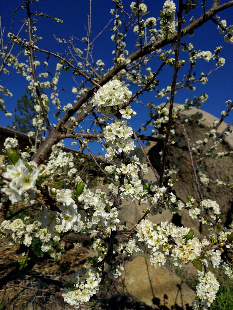 Growing pluots in Southern California - Greg Alder's Yard Posts ...