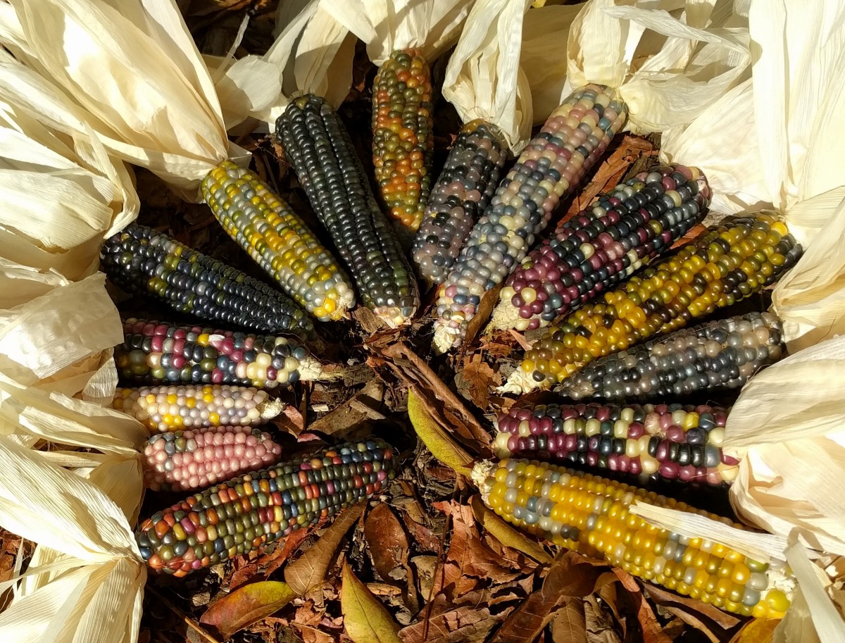 Growing corn in Southern California - Greg Alder's Yard Posts: Southern ...