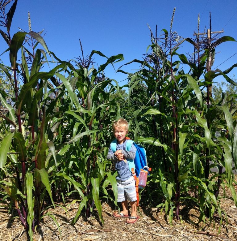 Growing corn in Southern California - Greg Alder's Yard Posts: Southern ...