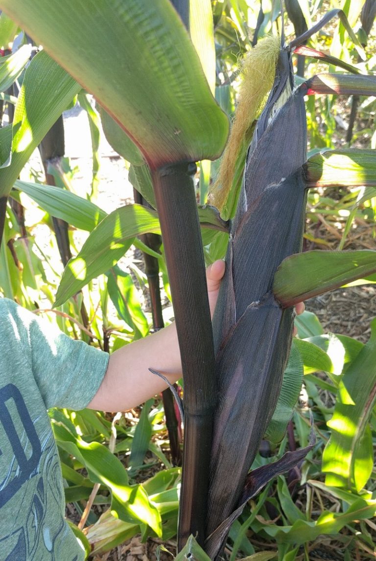 Growing corn in Southern California - Greg Alder's Yard Posts: Southern ...